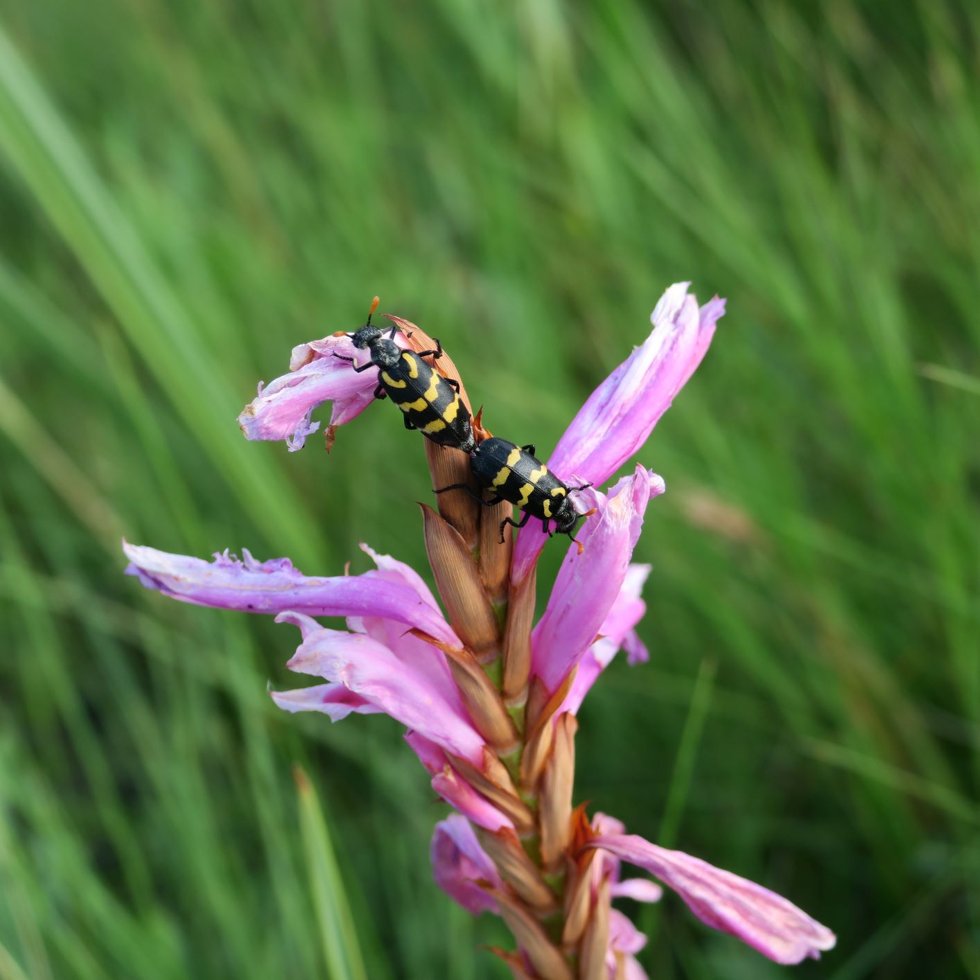 Biodiversity – Twinfalls Farm